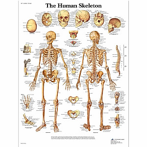 3B Scientific VR1113UU Glossy Paper Human Skeleton Anatomical Chart, Poster Size 20" Width x 26" Height