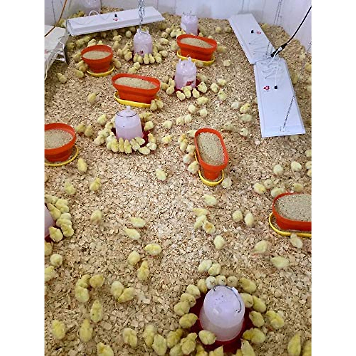 SWEETER HEATER Safe Heater for Chicks, Coops, & Animals, OH11x40, 150 Watt