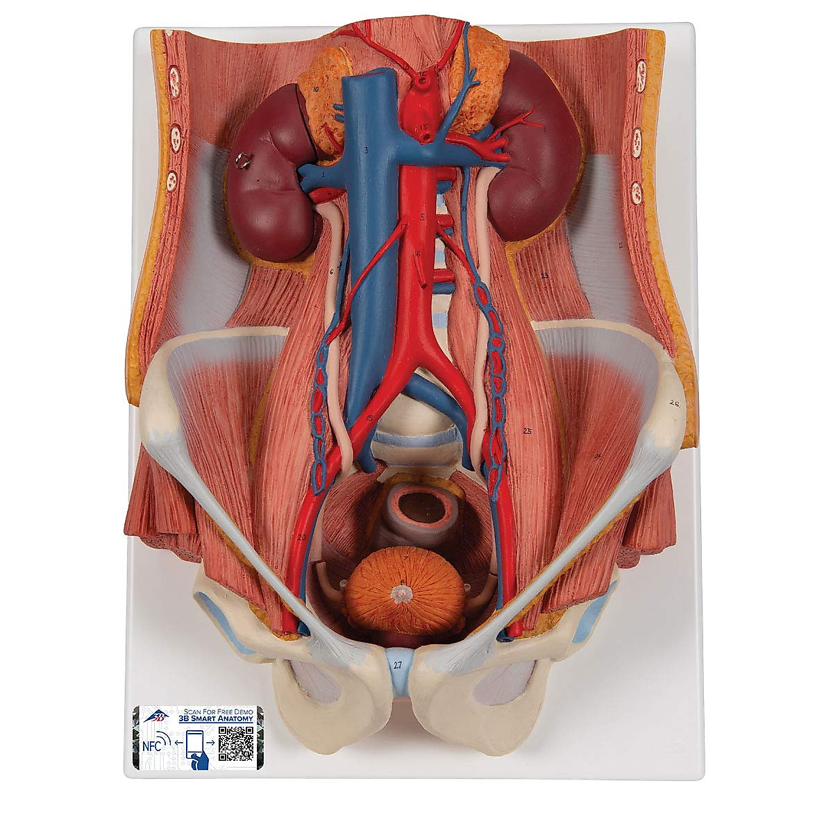 3B Scientific K32 Dual Sex 6-part Urinary System - 3B Smart Anatomy