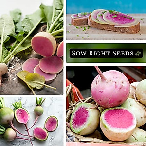 Sow Right Seeds - Watermelon Radish Seed for Planting - Non-GMO Heirloom Packet with Instructions to Plant a Home Vegetable Garden - Great Gardening Gift (1)