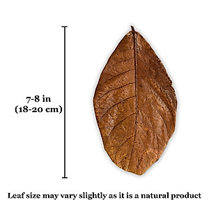 SunGrow Leaf Litter for Snakes, 10 Pcs Medium Indian Almond Catappa Leaves Substrate Maintain Humidity in Corn Snake and Ball Python Terrarium, 7-8 Inches, Reptile Tank Decor Accessories