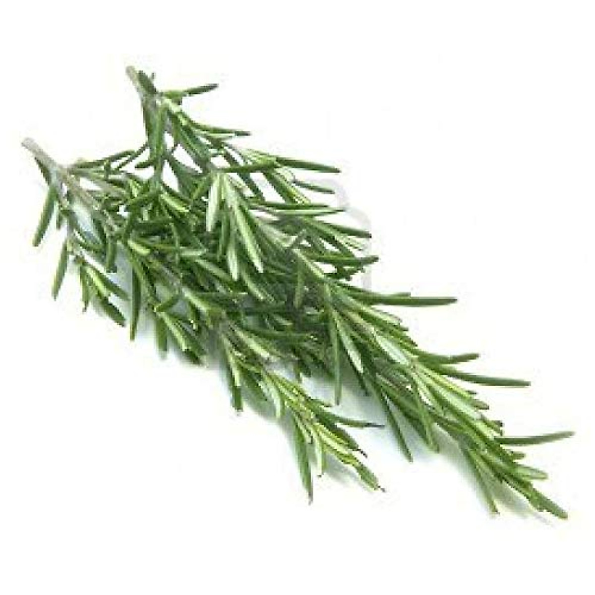 Rosemary, Herb Seed, Heirloom, 50+ Seeds, Healthy and Tasty HerbThe Germination Rate for Rosemary can be Low, Perhaps 30 to 50% so, Plant a Few More Seeds Than You Would Normally do.