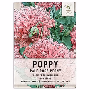 Seed Needs, Pale Rose Peony Poppy Seeds - 500 Heirloom Seeds for Planting Papaver paeoniflorum - Beautiful Pink Ruffled Blooms to Attract Butterflies to The Garden (1 Pack)
