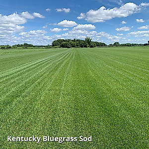 Jonathan Green (11970) Blue Panther Kentucky Bluegrass Grass Seed - Cool Season Lawn Seed (3 lb)