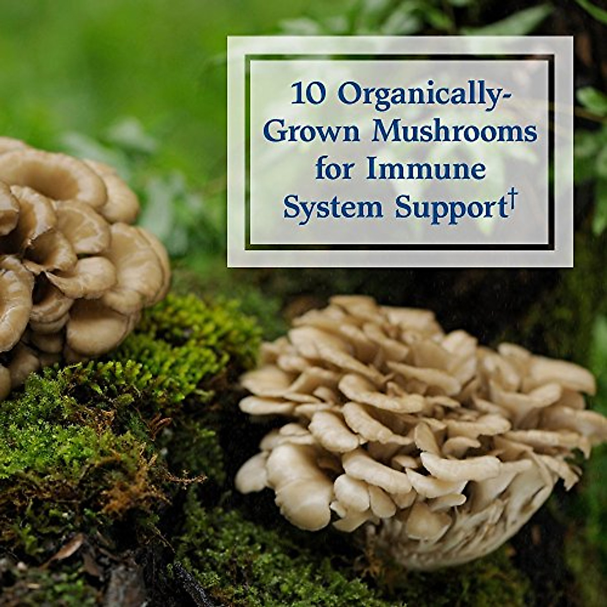 Garden of Life Organic Fermented Mushroom Complex - RM-10 Immune System Supplement with Selenium, Vegetarian, 120 Count