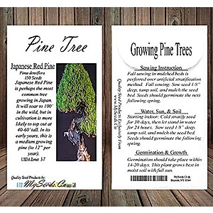 Big Pack Bonsai Tree Seeds - Japanese RED Pine Tree (150 Seeds) - Pinus densiflora Pine Tree Seeds - Non-GMO Seeds by MySeeds.Co (Big Pack - Japanese Red Pine)