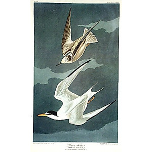 Lesser Tern. From"The Birds of America" (Amsterdam Edition)