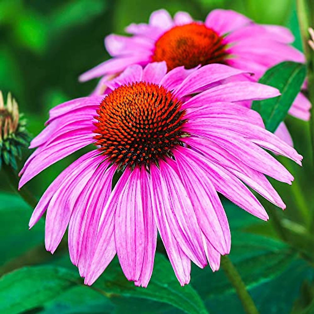 1300+ Black Eyed Susan Flower Coneflower Seeds for Planting - Includes Gloriosa Daisy Rudbeckia Hirta, Carpet Creeeping Daisy and Purple Coneflower Seeds