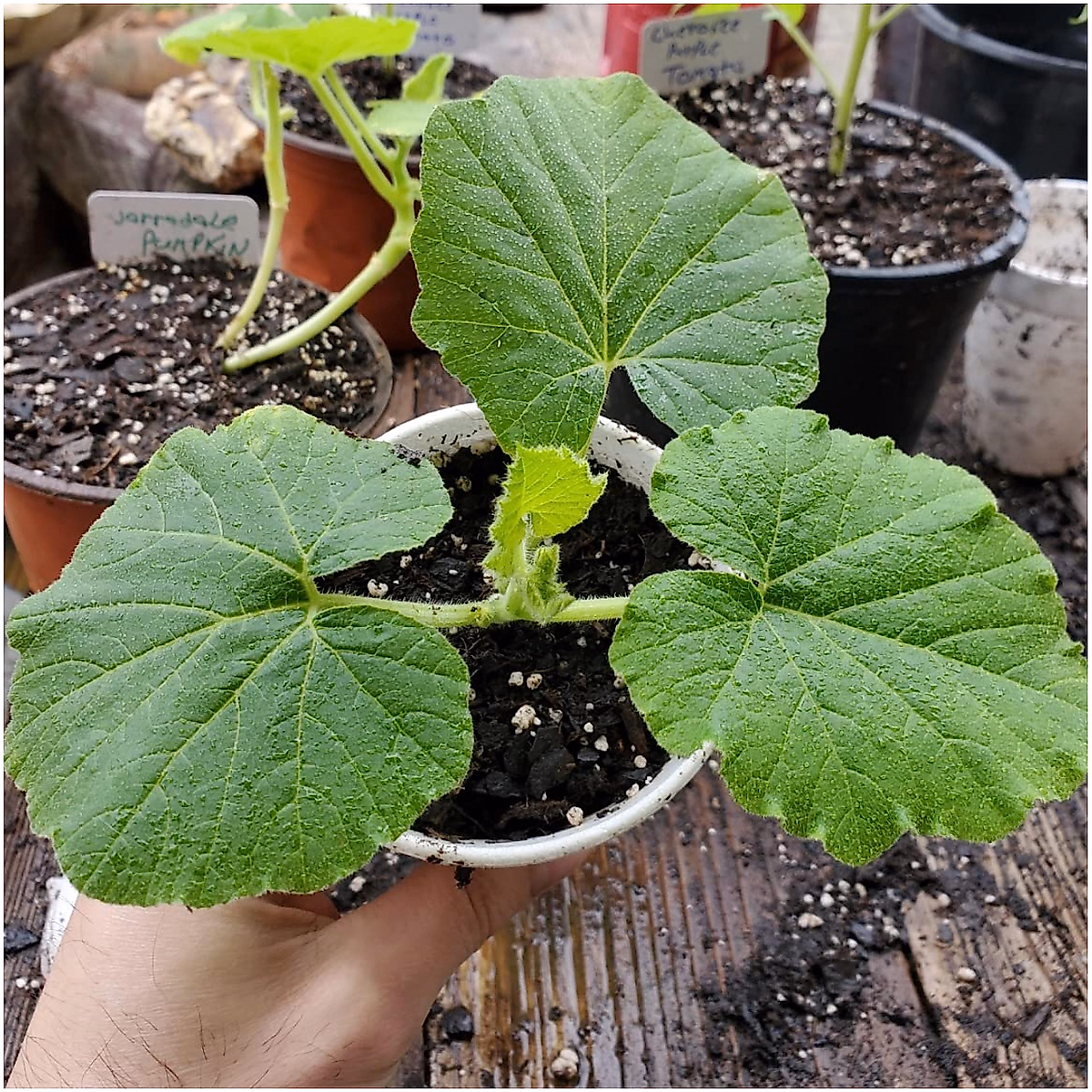 Seed Needs, Blue Jarrahdale Pumpkin Seeds - 20 Heirloom Seeds for Planting Cucurbita Maxima - Non-GMO & Untreated - Tasty Decorative Pumpkin for Halloween & Fall (1 Pack)