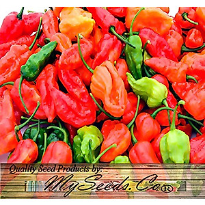 BIG PACK - (500+ Seeds) Hot Pepper Combo I - Bhut Jolokia Ghost Pepper, Habanero Orange, Habanero Red, Jamaican Yellow, Jamaican Red Pepper Seeds- Non-GMO Seeds by MySeeds.Co (BIG PACK - Hot Pepper I)