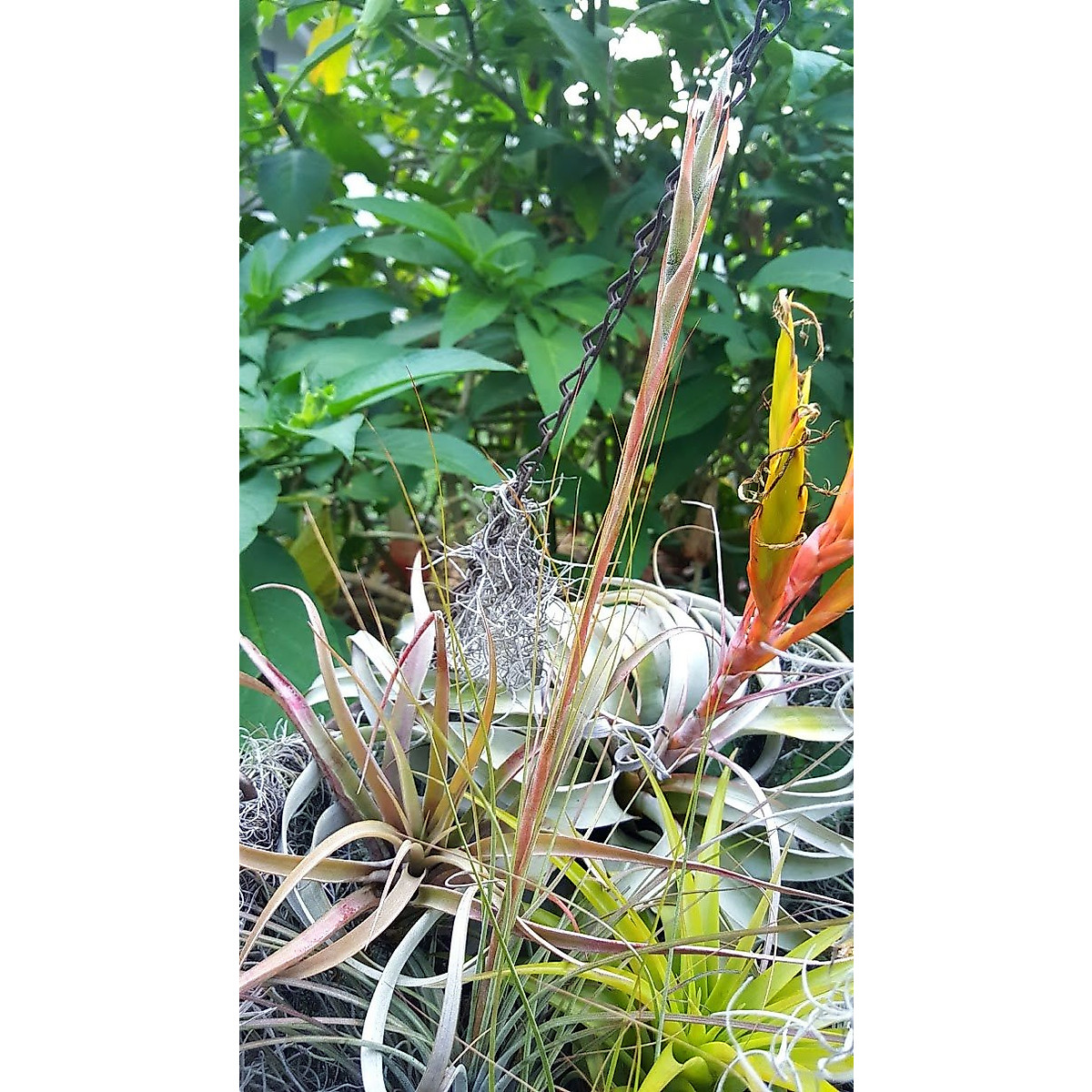 TDG The Drunken Gnome Tillandsia Air Plants Assorted Variety Pack, 3 X-Large