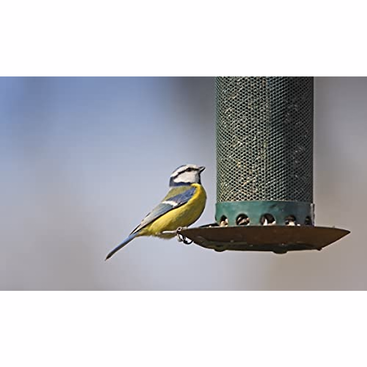 Shafer Seed 51041 40-Pound Bag, Black Oil Sunflower Wild Bird Food