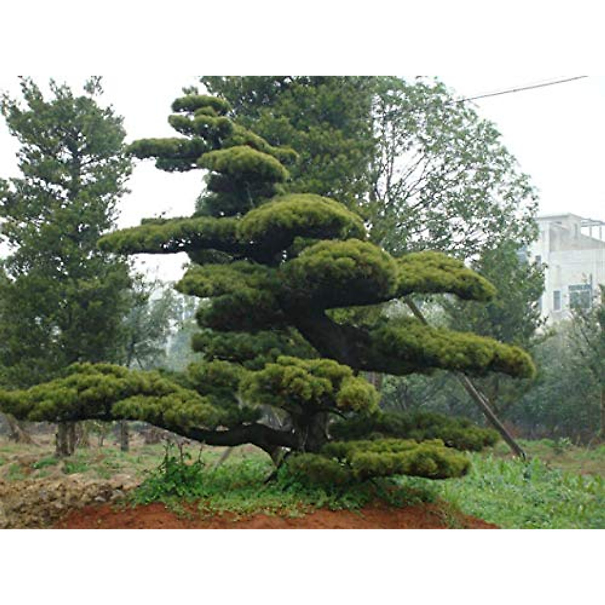 1144-Japanese Black Pine Tree (Pinus thunbergii) Seeds by Robsrareandgiantseeds UPC0764425787693 Bonsai,Non-GMO,Organic,Historic Plants,Sacred, 1144 Package of 5 Seeds