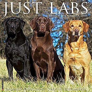 Just Labs 2021 Wall Calendar (Dog Breed Calendar)