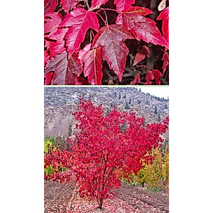 Seeds - Flame Amur Maple, Acer ginnala Flame, Tree 30 Seeds (Fall Color, Hardy, Bonsai), Tree, Flower, Fruit, (YNKS) Seeds