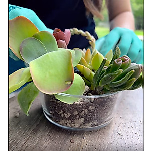 Pure Icelandic Potting Pumice, 10 lbs (8.5 quarts)