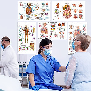 11 Human Anatomy Posters - Medical Posters, Skeletal, Male Female Muscular, Circulatory, Lymphatic, Reproductive, Nervous, Digestive, Endocrine, Respiratory Systems, Health Posters -18x30