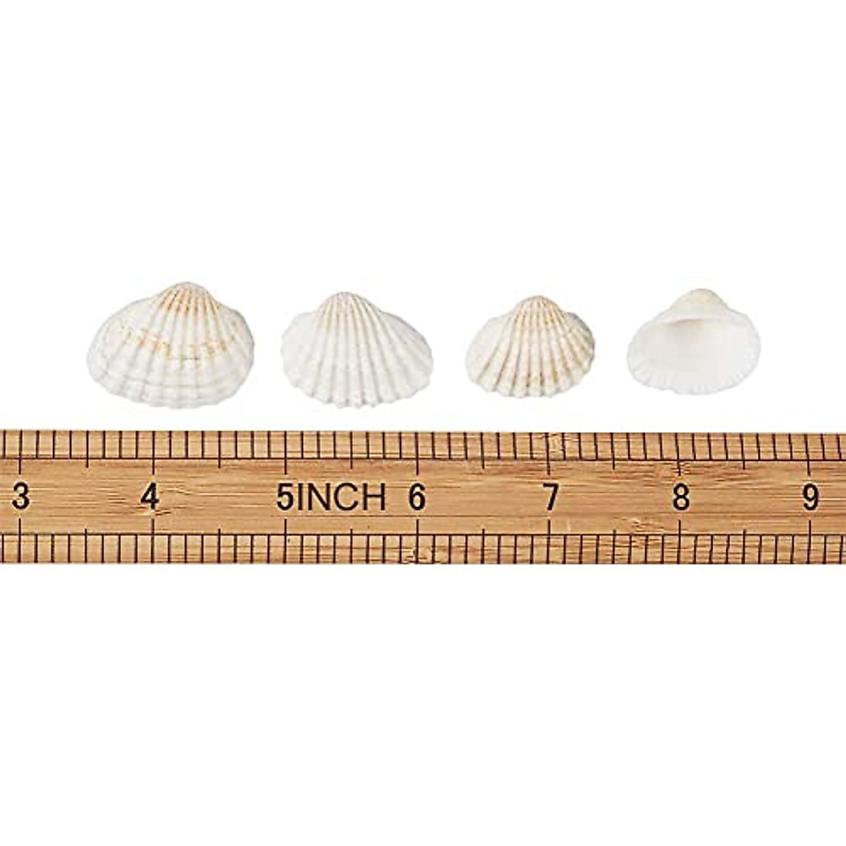 Small Tiny Sea Shells White Clam Bulk Natural Seashell for DIY Craft Home Decor Vase Fillers…