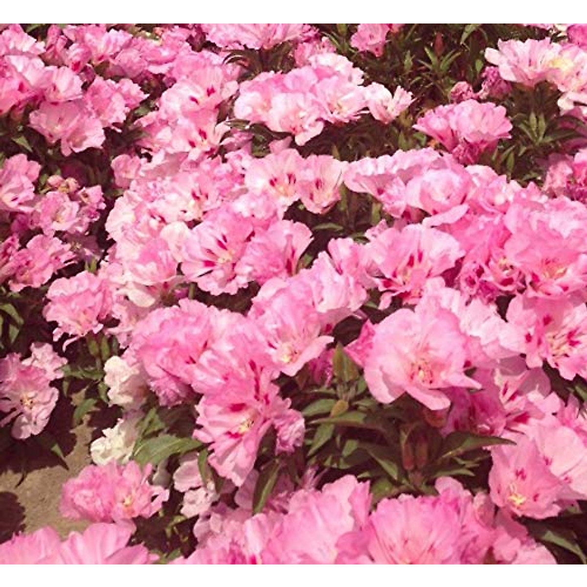 "Maiden Blush" Pink Godetia Flower Seeds for Planting, 1500+ Flower Seeds Per Packet, (Isla's Garden Seeds), Non GMO & Heirloom Seeds, Scientific Name: Clarkia Amoena, Great Home Flower Garden Gift