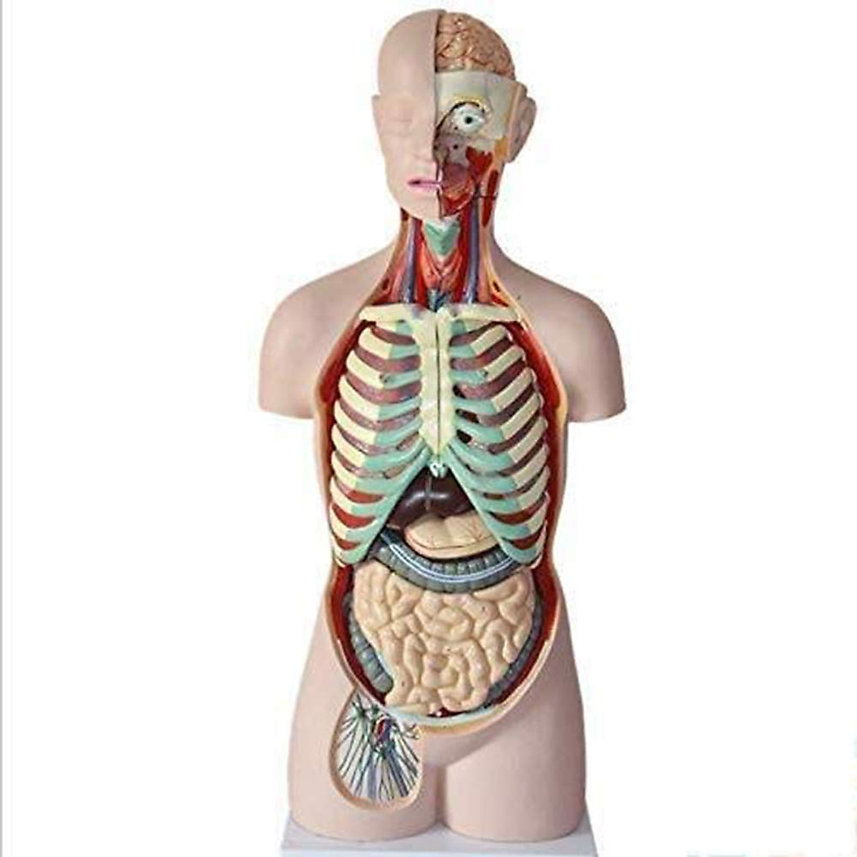 HEYBEC 85Cm Body Anatomy Model Human Anatomical Internal Organs for Learning Resources Easy to Remove