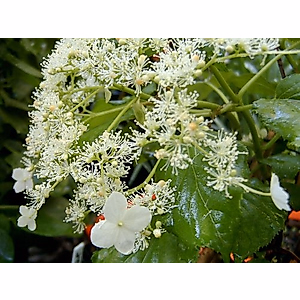 1129-Climbing Hydrangea (Hydrangea petiolaris) Seeds by Robsrareandgiantseeds UPC0764425787358 Non-GMO,Organic,- U.S.A. Grower,Bonsai -1129 Package of 7 Seeds