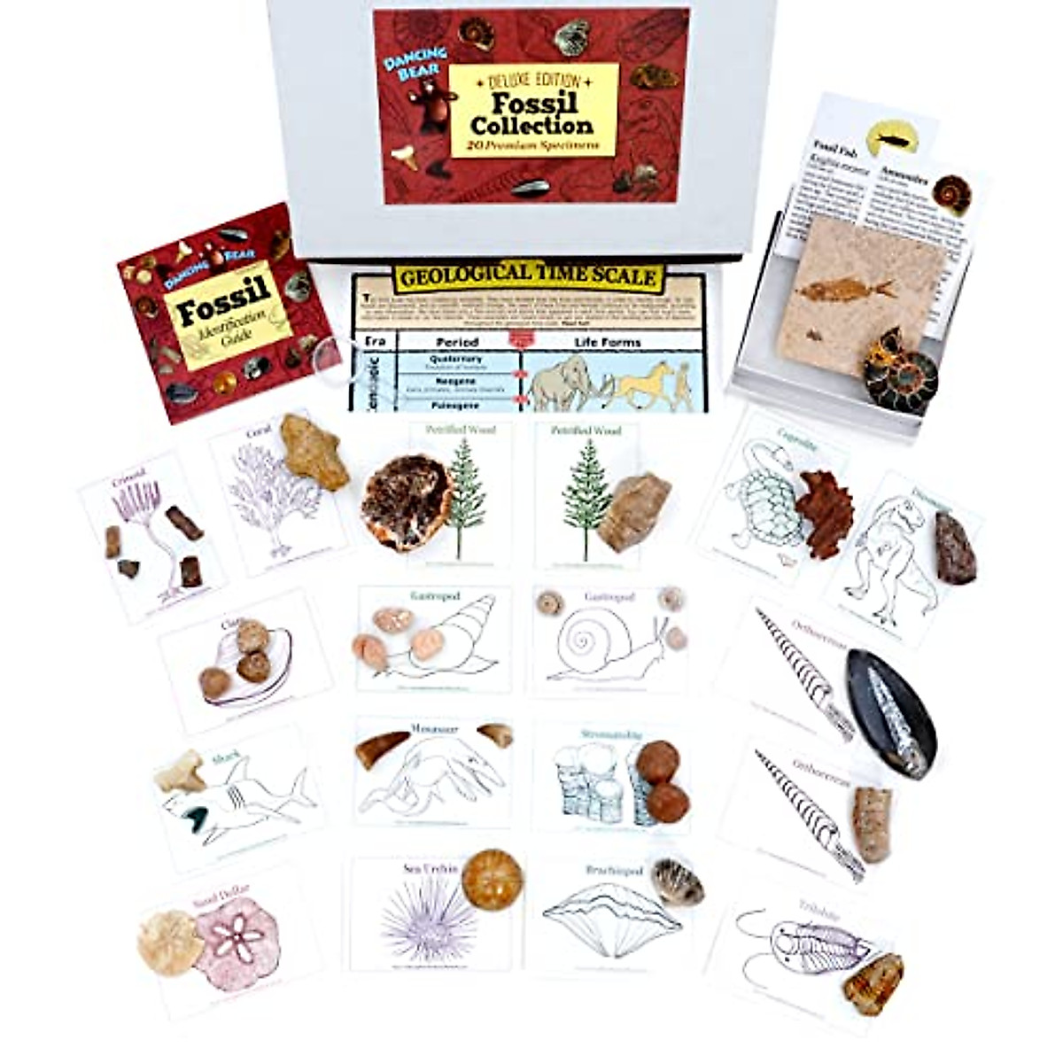 DANCING BEAR Fossil Collection Set, 20 Real Premium Specimens: Trilobite, Ammonite, Fish Fossil, Shark Tooth, Petrified Wood, Dinosaur Bone, Fossil Book, Time Scale, ID Cards, STEM Science Kit