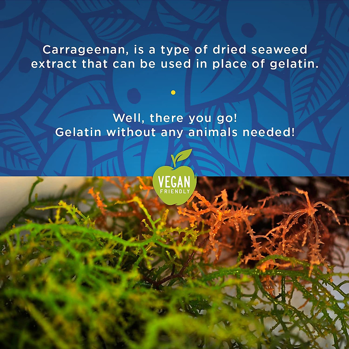 Funtasty Fruit Squeezable Jellies - 40 Count Jar - Tik Tok Candy - Assorted Flavors