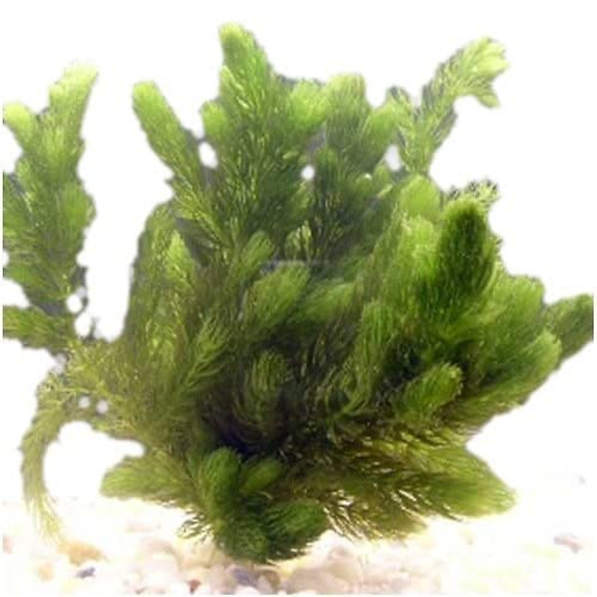 Marcus Fish Tanks Hornwort Coontail Ceratophyllum Easy Live Aquarium Plant Oxygenating Pond Plant Buy 2 GET 1 Extra