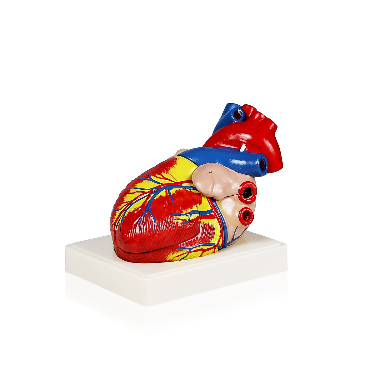 Parco Scientific PB00070 Human Heart Model | 3 Parts, 3X Life Size | Shows External and Internal Anatomy Detail with Ventricles, Atria, Valves, Veins and Aorta | Labelled Diagram Included