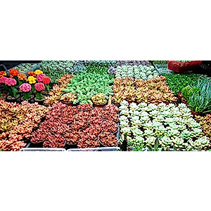 Fat Plants San Diego Premium Cacti and Succulent Potting Mix Soil - for Cactus Palm Tree Citrus Plant Grown in Gardening Containers - Indoors & Outdoors Use - with Natural Food/Fertilizer