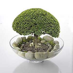 CYS Excel Glass Decorative Footed Bowl (H:4.5" D:12") | Fruit Display Bowl | Terrarium Bowl | Compote Vase Kitchen Table Centerpiece | Footed Pedestal Bowl