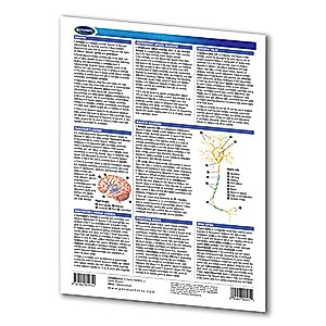 Nervous System Disorders Guide - Medical Quick Reference Guide by Permacharts