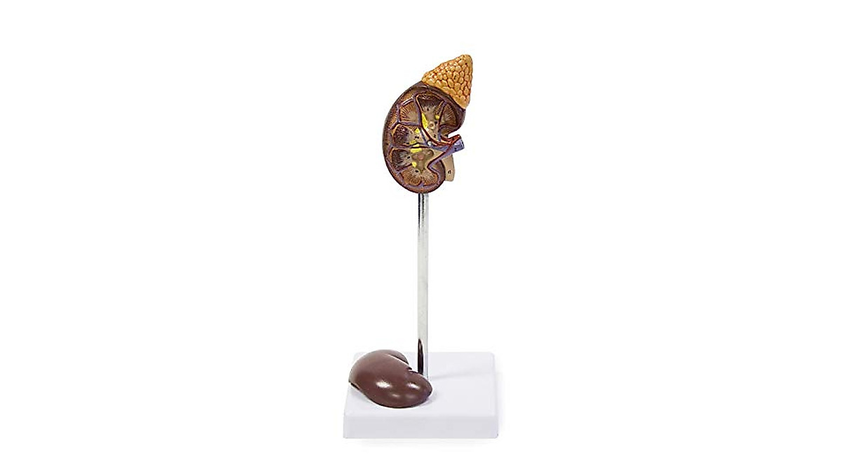 Life-Size Kidney Model - Vision Scientific VAU439-N