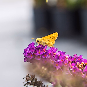 PERFECT PLANTS Black Knight Butterfly Shrub 3 Gallon | Live Bush for Outdoor Planting | Attracting Pollinators Like Butterflies, Bees, and Hummingbirds | Beautiful Dark Purple Flowers in Summer