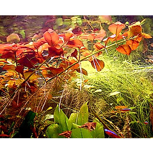 Aquatic Discounts - 4 Types of Easy/Beginner Live Aquarium Plants - Anubias + Amazon Sword + Ludwigia + Java Moss BUY2GET1FREE!