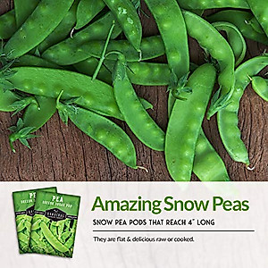 Survival Garden Seeds -Oregon Sugar Pod II Pea Seed for Planting - Packet with Instructions to Plant and Grow Delicious Snow Peas in Your Home Vegetable Garden - Non-GMO Heirloom Variety