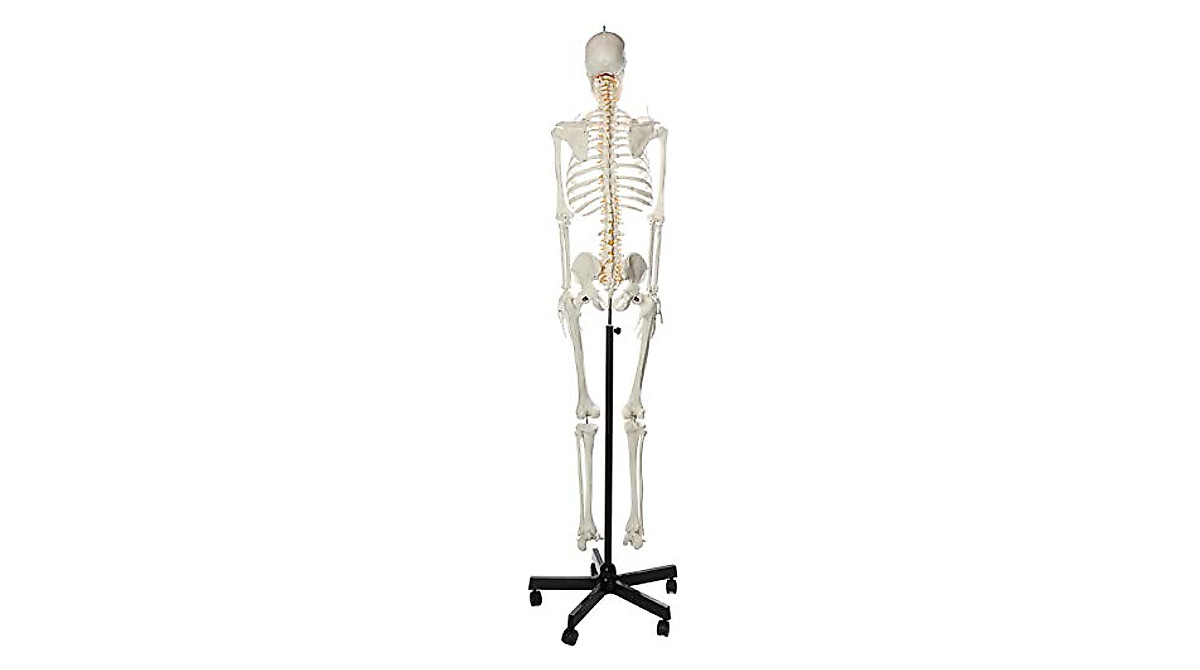 Axis Scientific Flexible Life-Size Skeleton Anatomical Model, Bundle ...