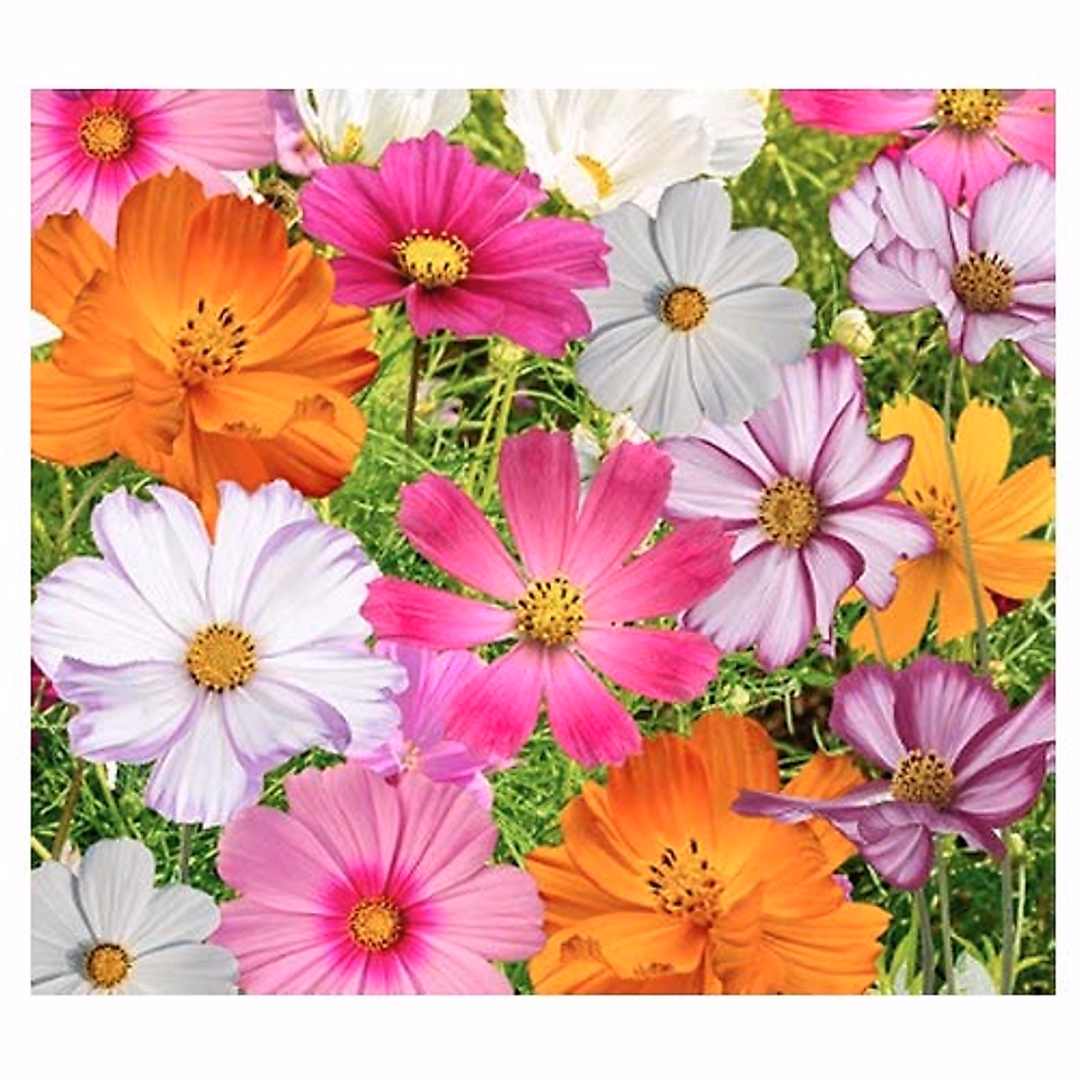 Cosmos Seeds in a Mixture of 11 Varieties - Long Blooming Period in All Zones