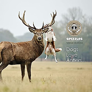 Spizzles Elk Antler Dog Chew Solid, Long Lasting Bone for Small Breed Aggressive Chewers, All Natural, No Odor, No Mess, No Preservatives, USA, 4 inch