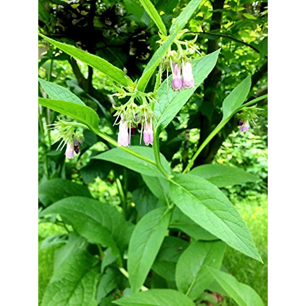 Russian Comfrey Bocking-14 Cultivar, 12 Cuttings for Growing Your Own Medicinal Salve, Compost Tea & Animal Fodder