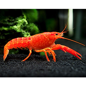 Aquatic Arts 1 Male Neon Red Crayfish | Live Freshwater Aquarium Lobster / Crawfish / Crawdad / Real Living Fish Tank Pet