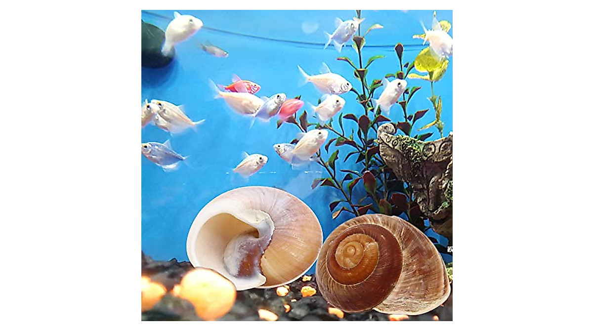 Buy 4 Pack Large Hermit Crab Shells for Your Aquarium