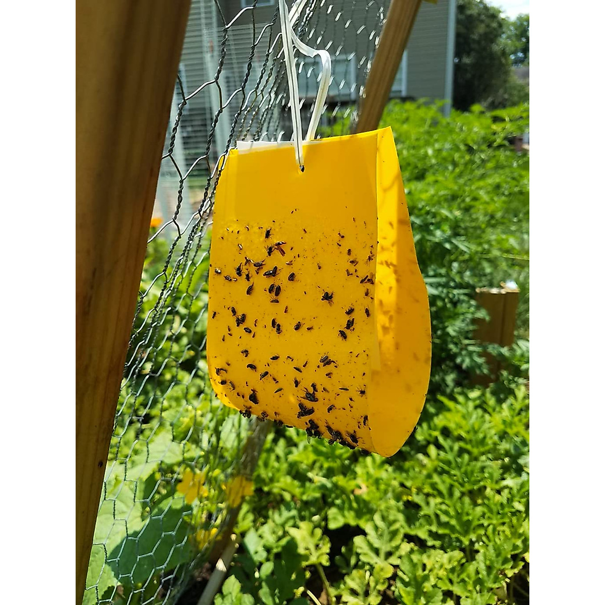 VivaTrap VT-103 Cucumber Beetle Trap & Lure (2 Pack)