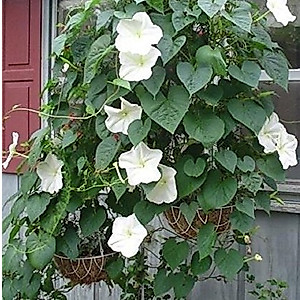 Non GMO Bulk Morning Glory, Moonflower Flower Seeds (1/4 Lb)