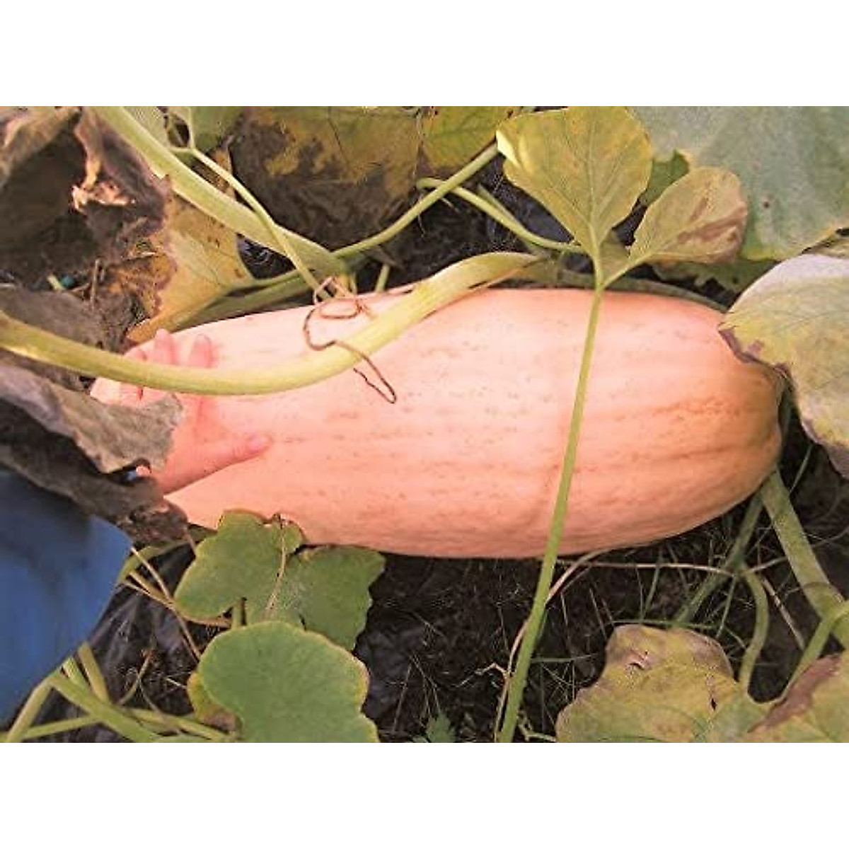 TomorrowSeeds - Jumbo Pink Banana Squash Seeds - 40+ Count Packet - Georgia Candy Roaster Big Sweet Butternut Pumpkin Winter Garden