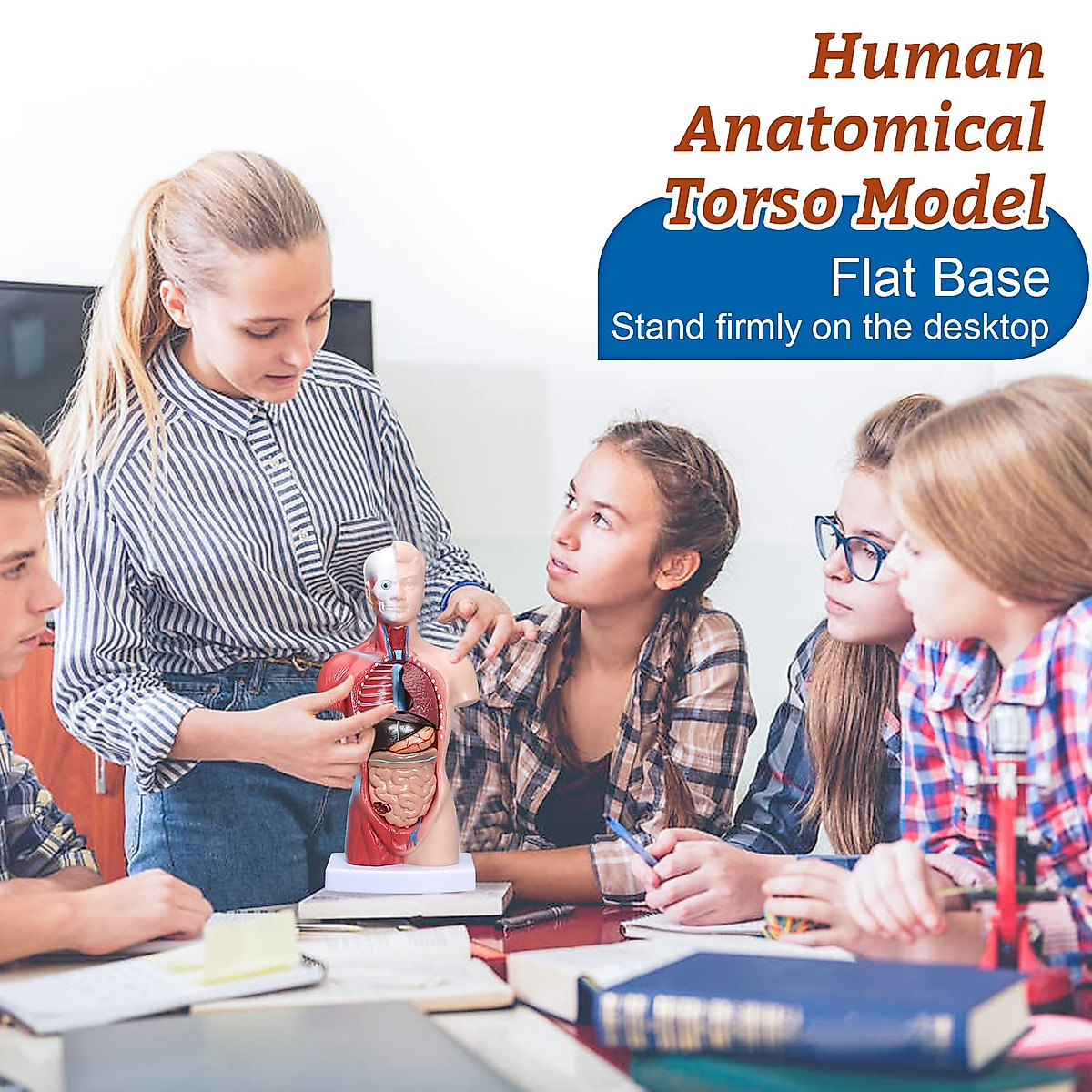 faruijie Human Anatomy Torso Model 10.5 Inch Anatomical Assembly Model of Human Organs 14 PCS Removable Organs School Medical Education Display with Detailed Installation Manual