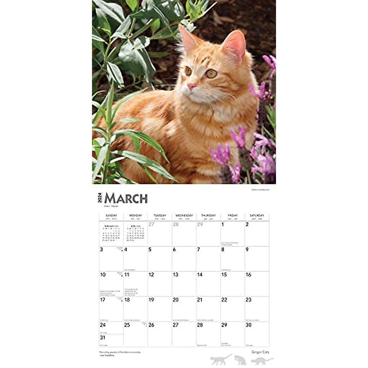 Ginger Cats | 2024 12 x 24 Inch Monthly Square Wall Calendar | BrownTrout | Animals Kittens Feline Pets