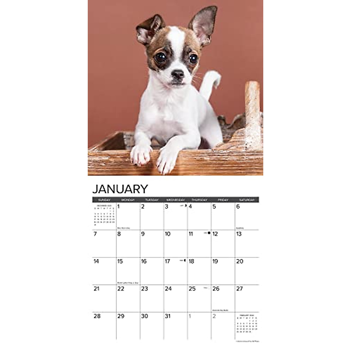Willow Creek Press Chihuahua Puppies Monthly 2024 Wall Calendar (12" x 12")