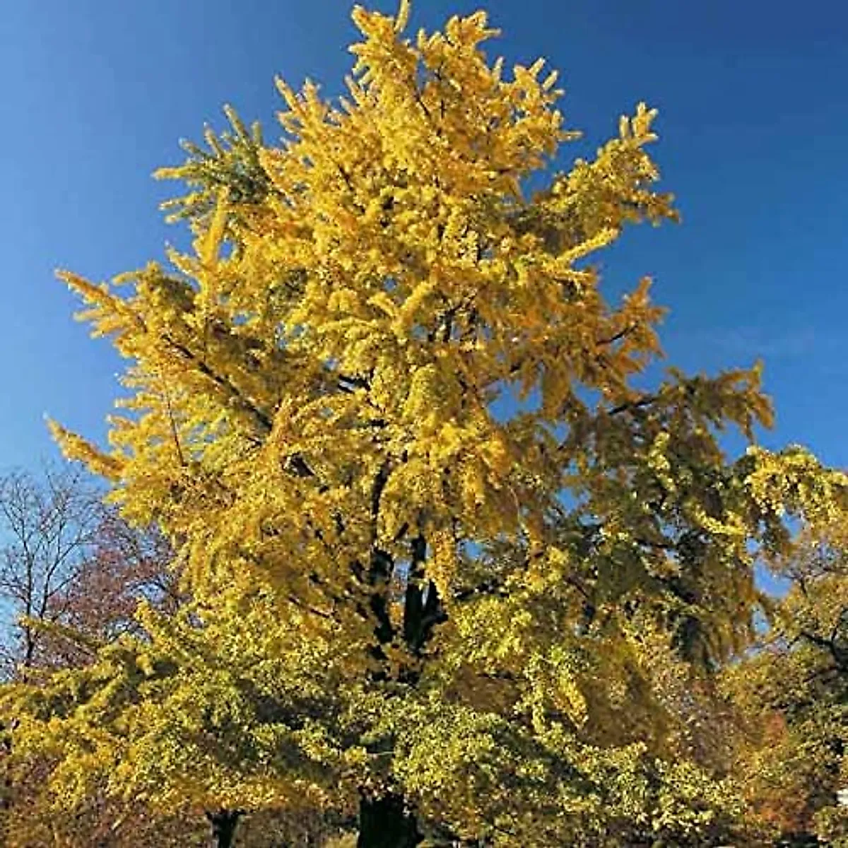 CHUXAY GARDEN 5 Seeds Ginkgo Biloba,Maidenhair Tree,Fossil Tree, Icho Beautiful Deciduous Trees Stunning Yellow Color Exotic Charm Long-Live Great for Garden