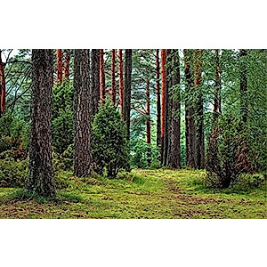 MAHOGANY & TEAKWOOD SOY WAX MELTS, Highly Scented All Natural Soy Wax Melts, Handmade in the USA By Hush Candles | 2.5oz